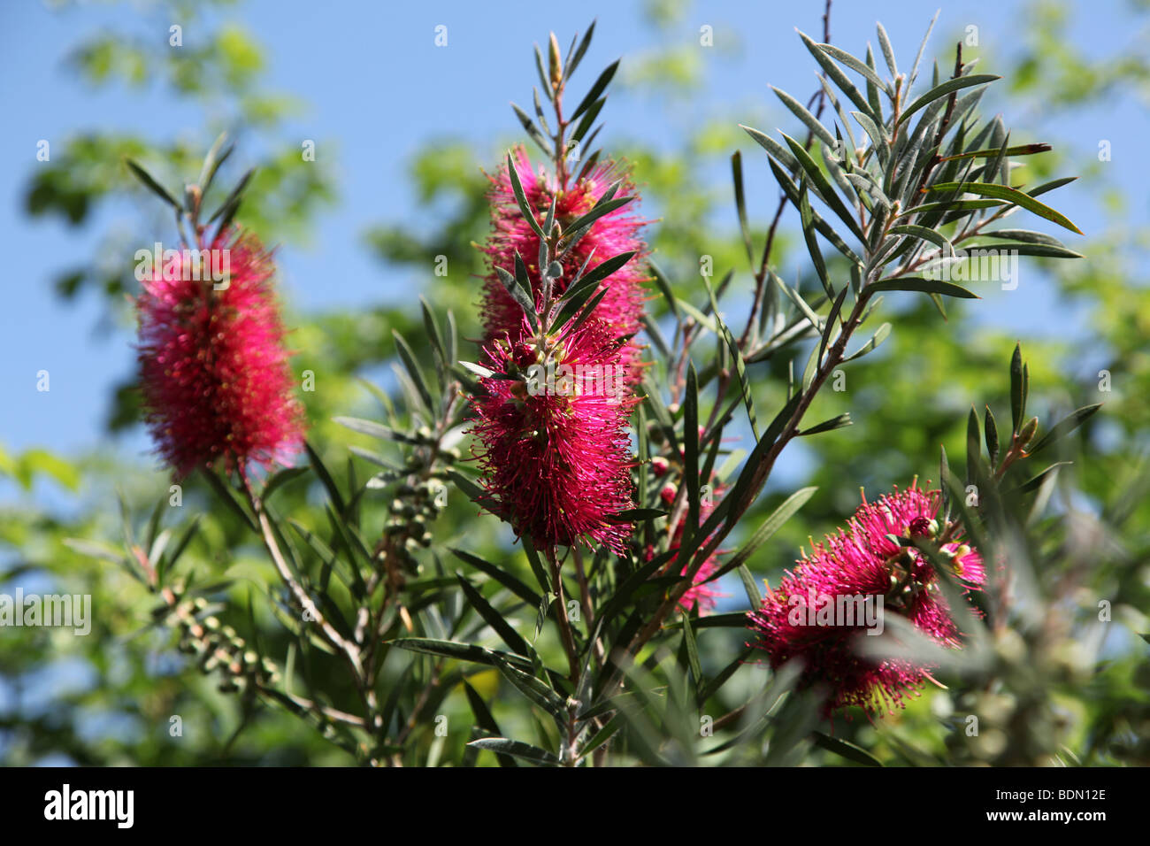 Bottlebrush flowers garden hi-res stock photography and images - Alamy