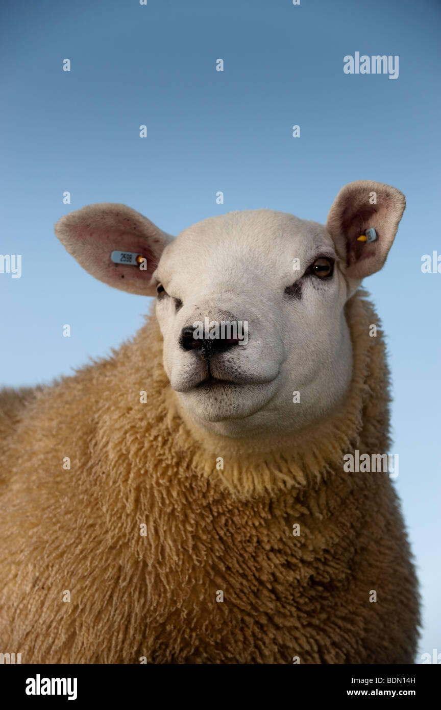 Close up of Texel tup lamb. Cumbria Stock Photo - Alamy