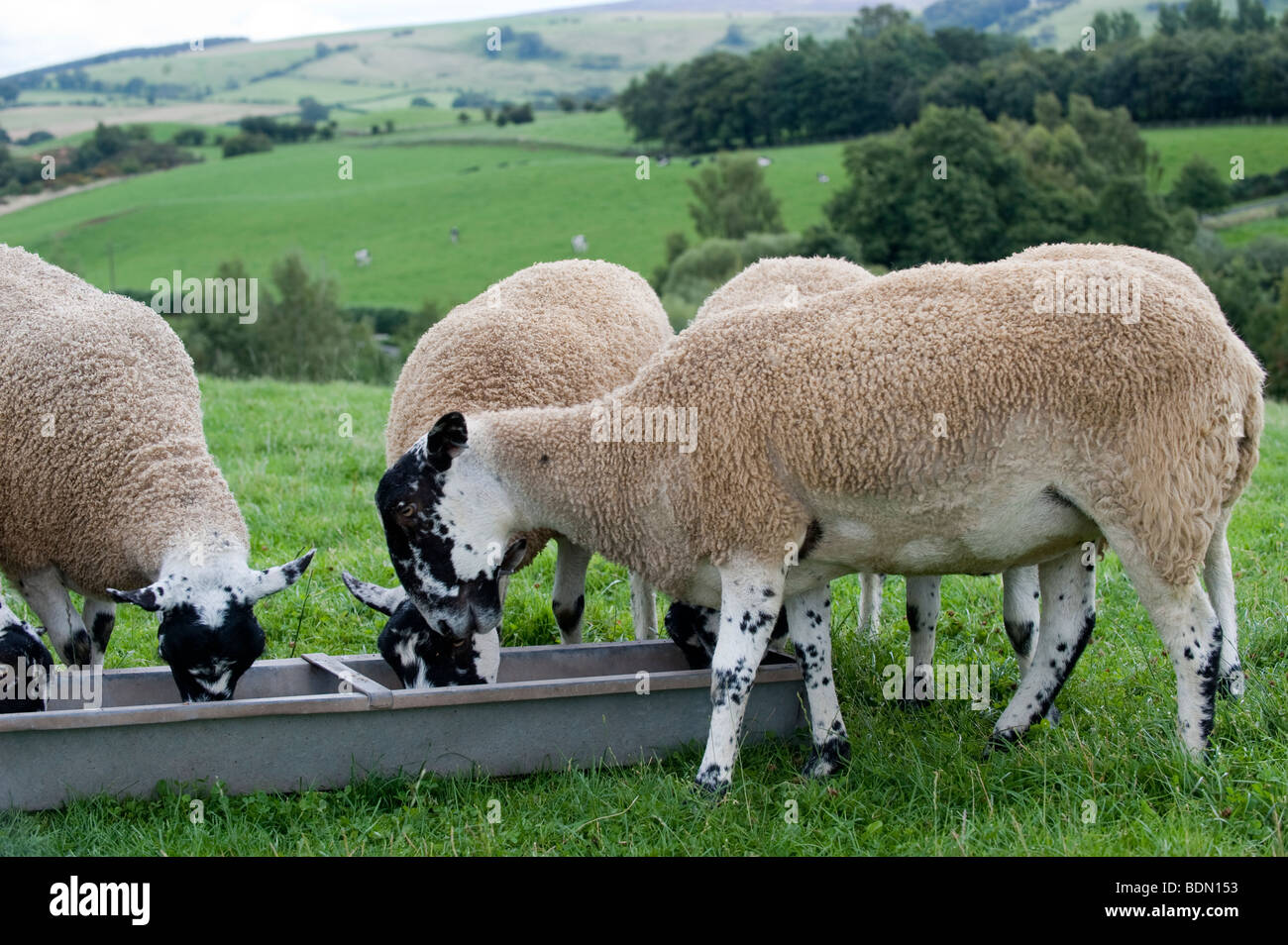 Mule shearlings eating at feed trough. Cumbria Stock Photo - Alamy