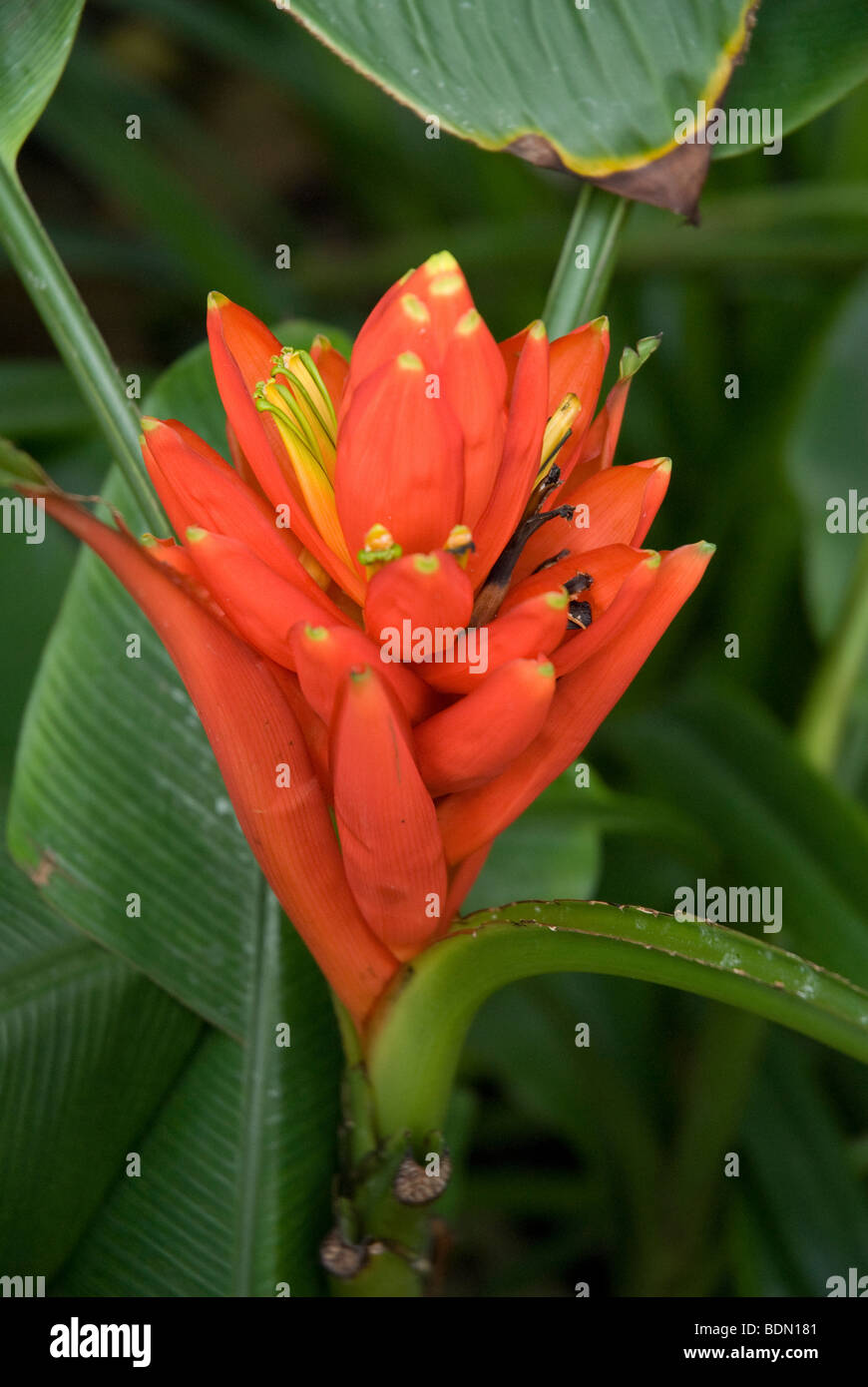 Musa Coccinea Musaceae Scarlet banana plant, London UK Stock Photo - Alamy