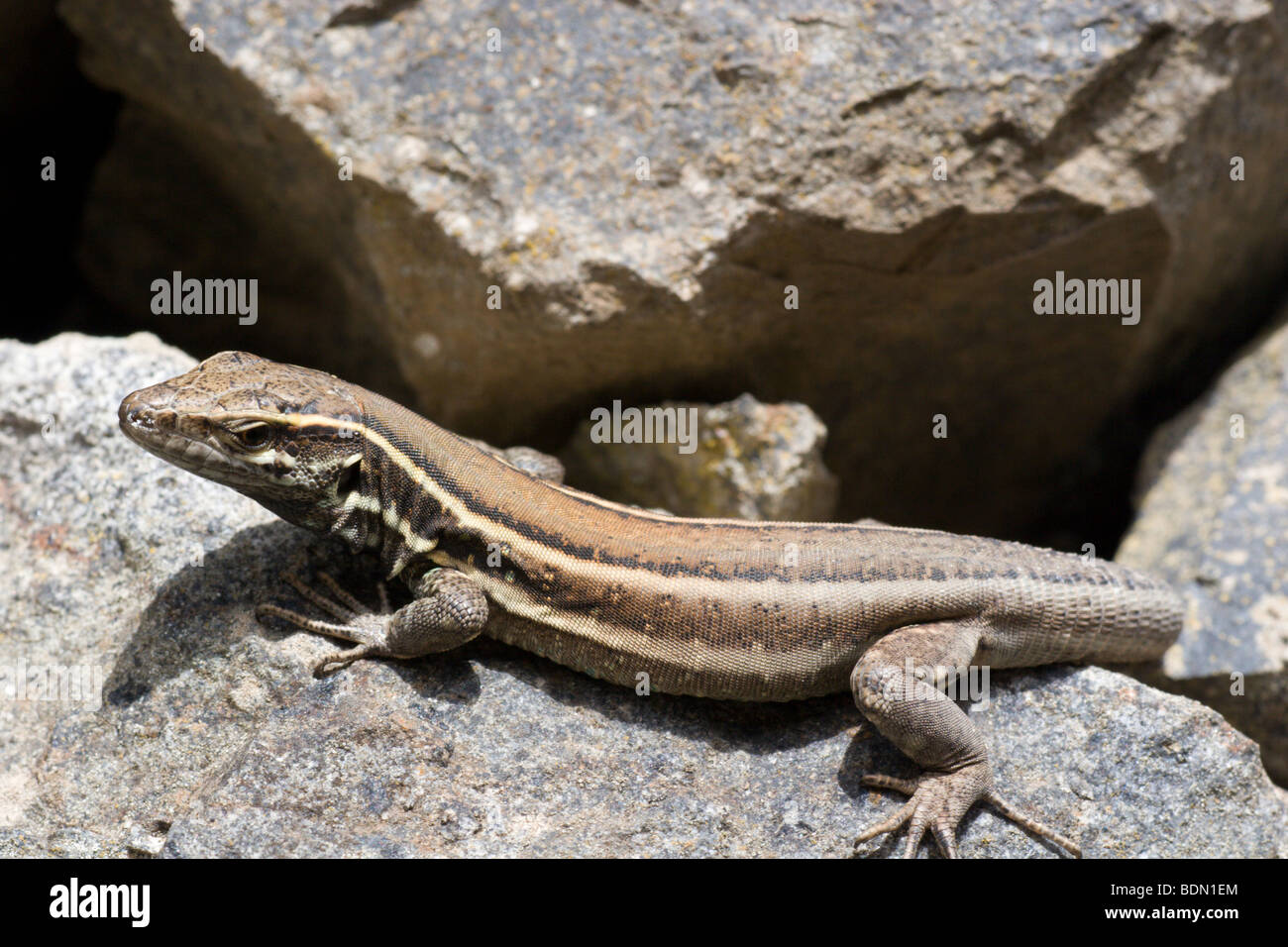Gomera Lizard High Resolution Stock Photography and Images - Alamy