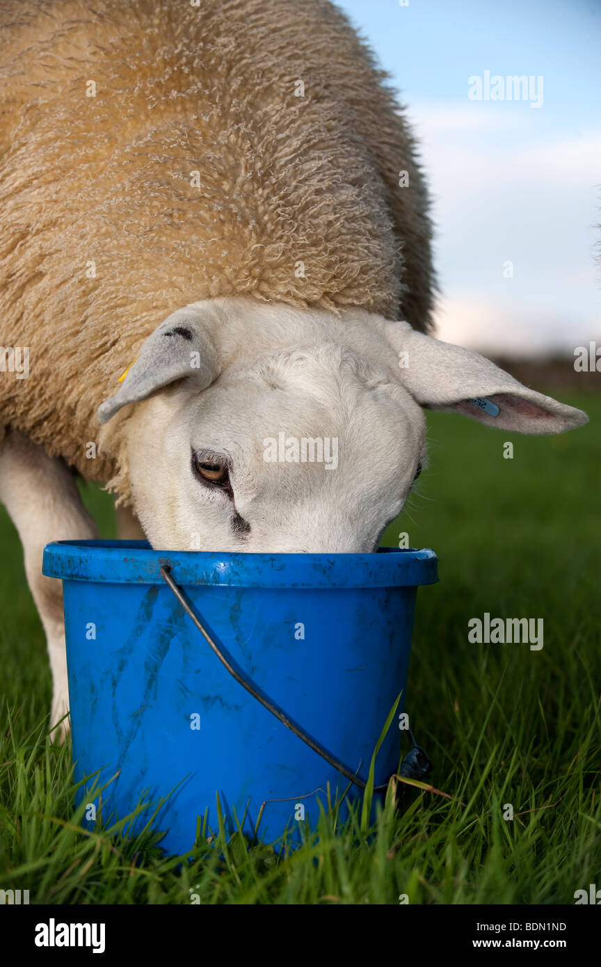 Texel lamb eating feed out of a blue bucket Stock Photo - Alamy