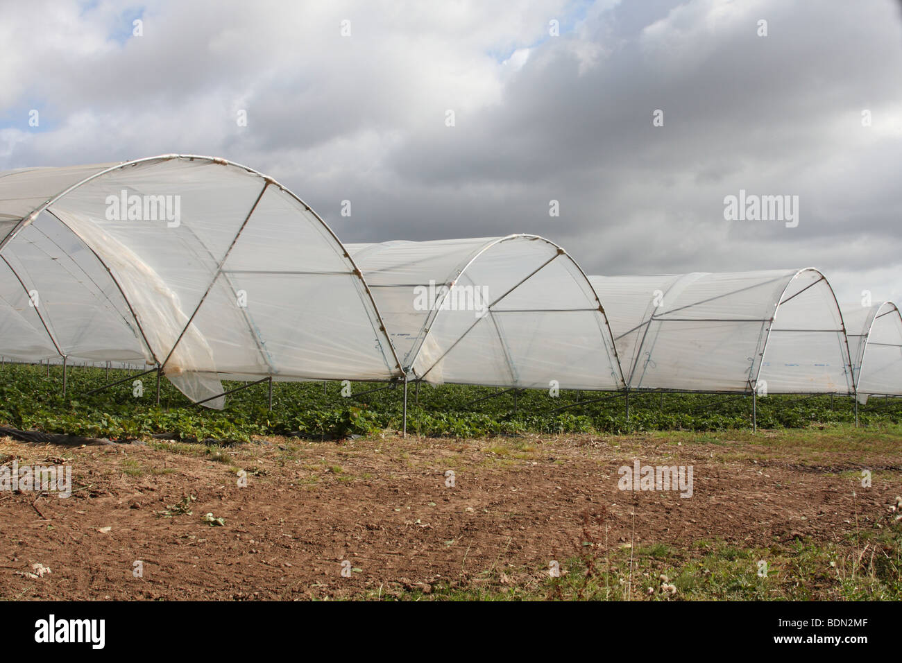 Poly tunnel horticulture hi-res stock photography and images - Alamy