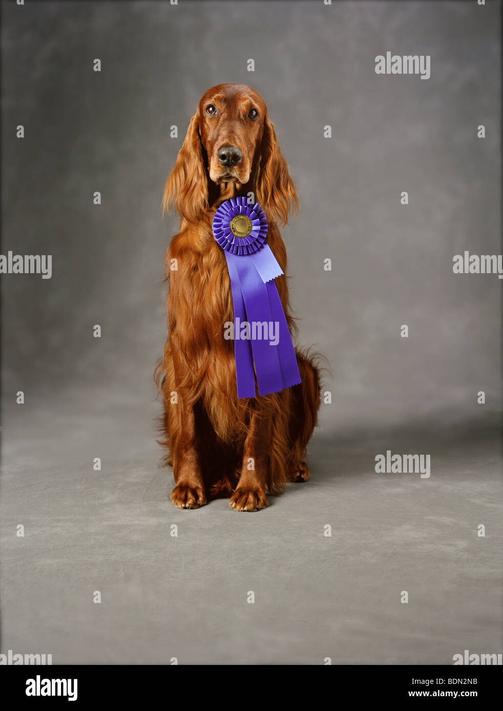 Portrait of Irish Setter with award on a gray background Stock Photo ...