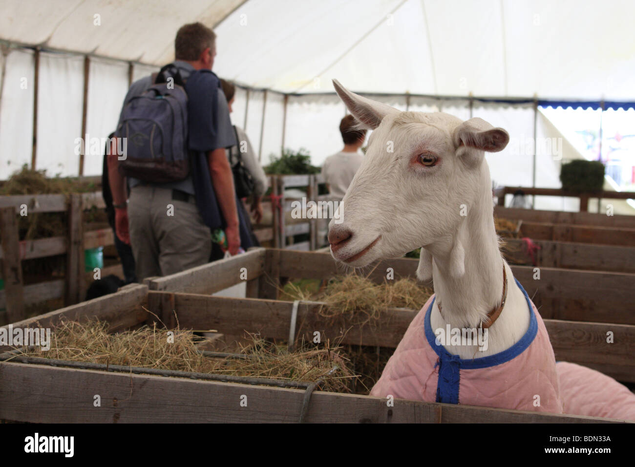 A goat at the Moorgreen Show, Moorgreen, Nottinghamshire, England, U.K ...
