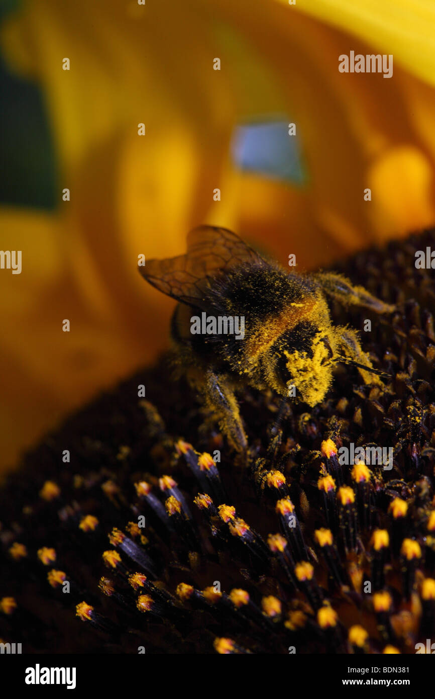 Beautiful close up detail of Pollen covered Bee collecting pollen on a ...