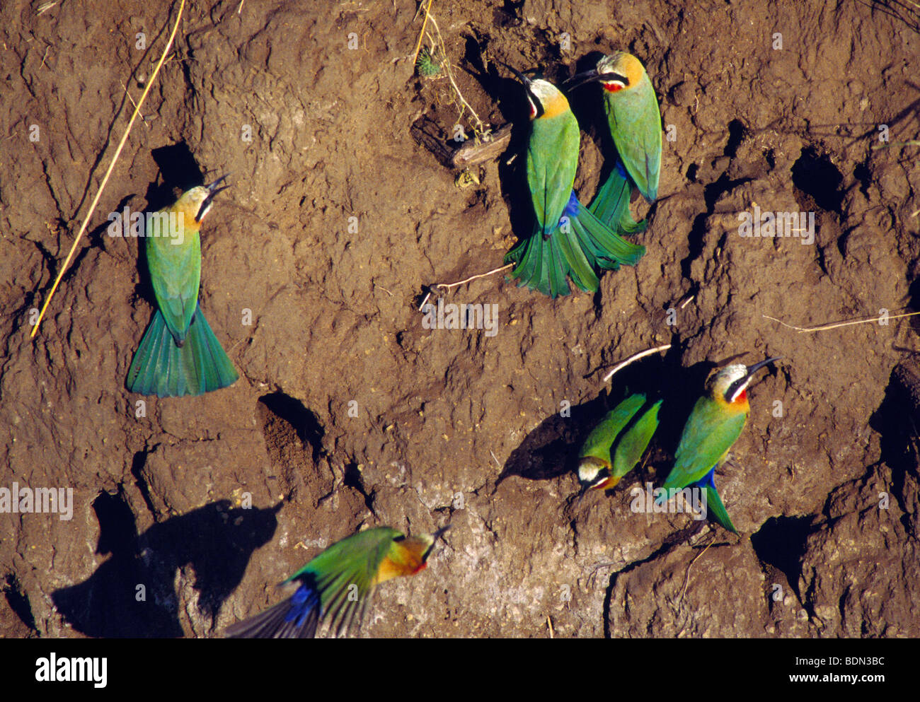 Bee Eaters nesting on river bank Stock Photo - Alamy