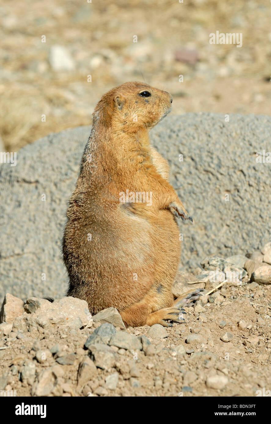 Black-tailed Prairie Dog (Cynomis ludovicianus), Arizona Sonora Desert ...