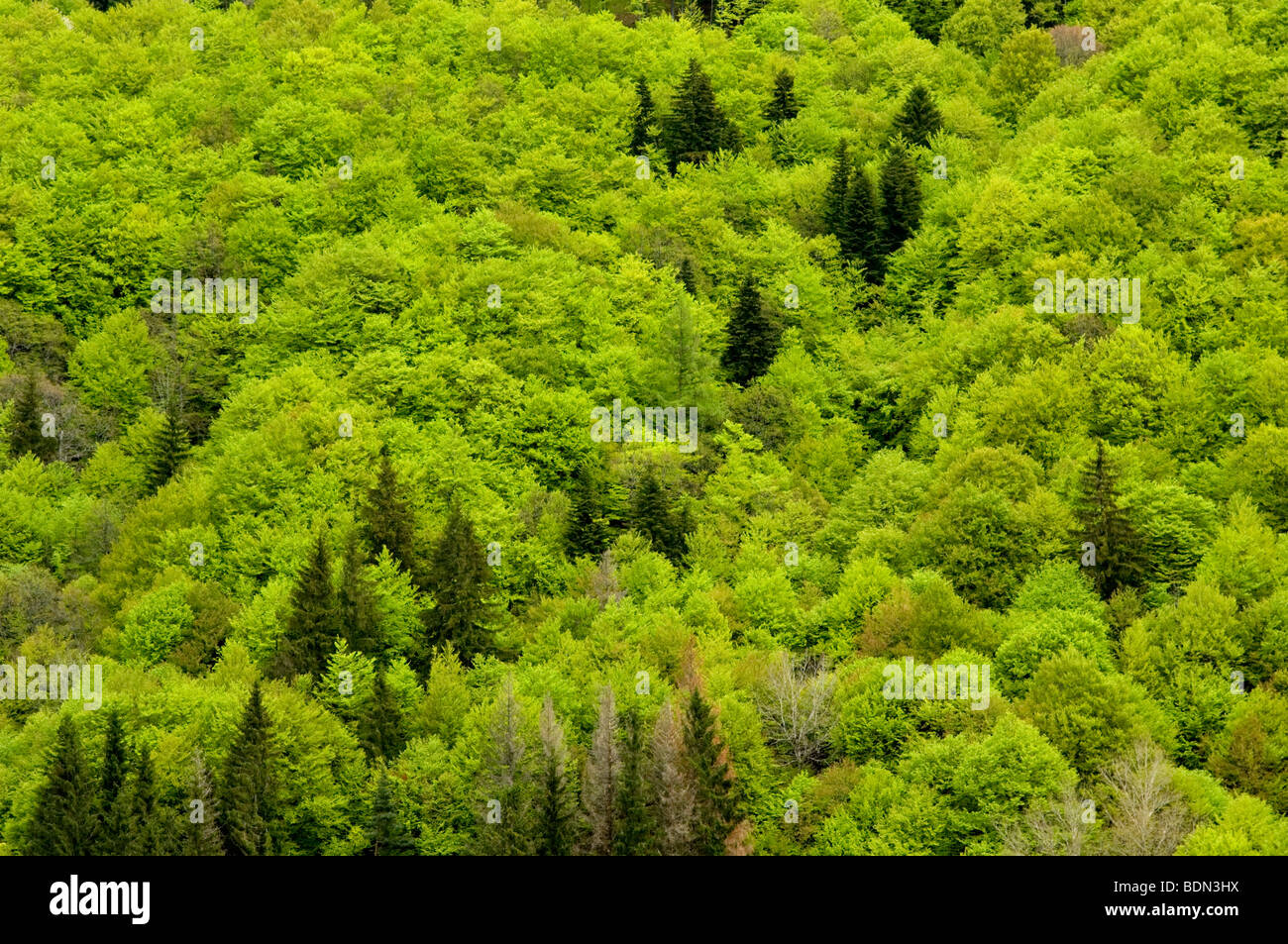 Green Trees on Hillside Stock Photo - Alamy