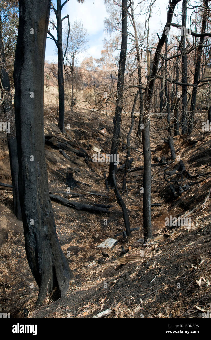 Devastation after bushfires Stock Photo - Alamy