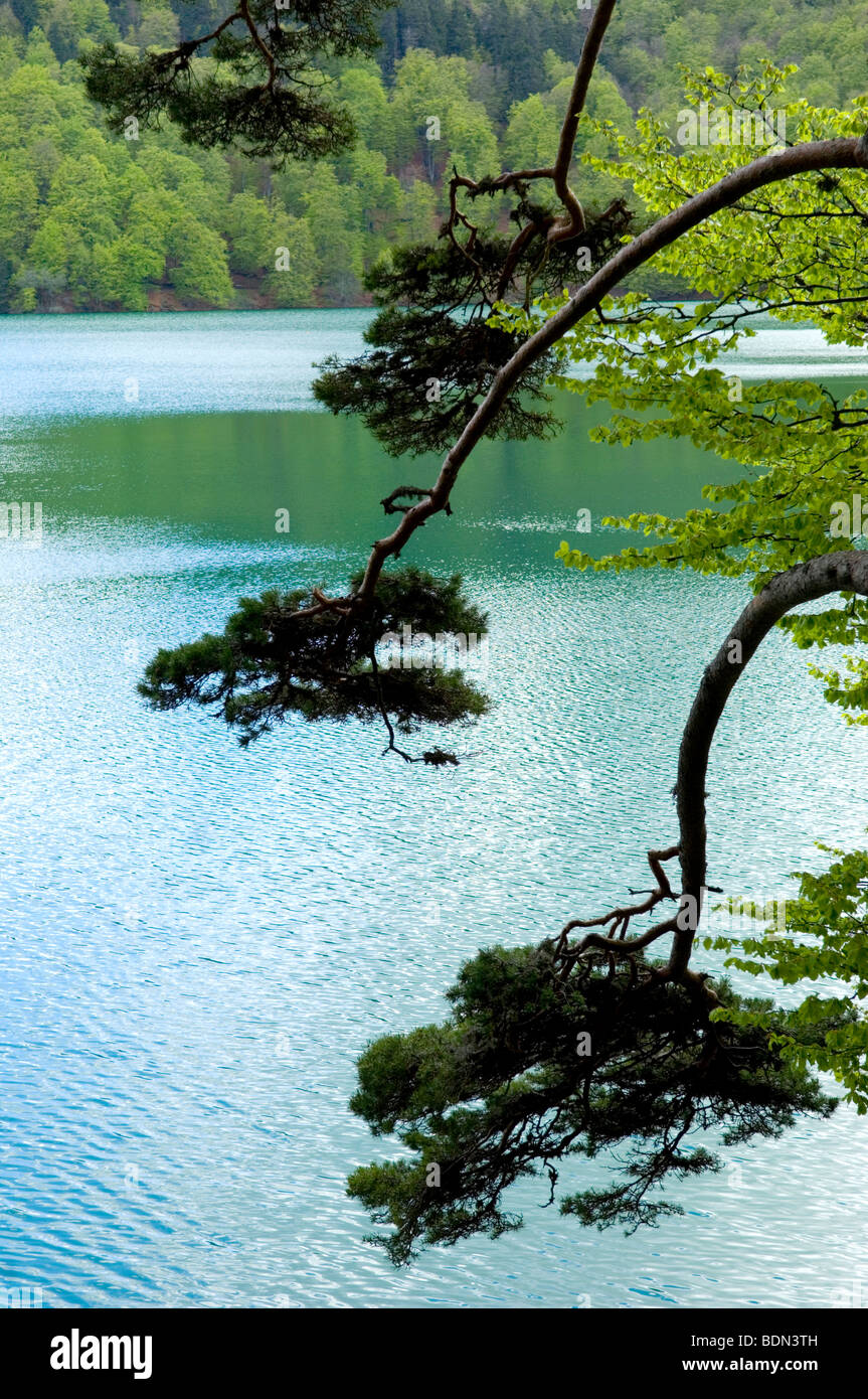 Dangling Tree Branches and Lake Stock Photo - Alamy