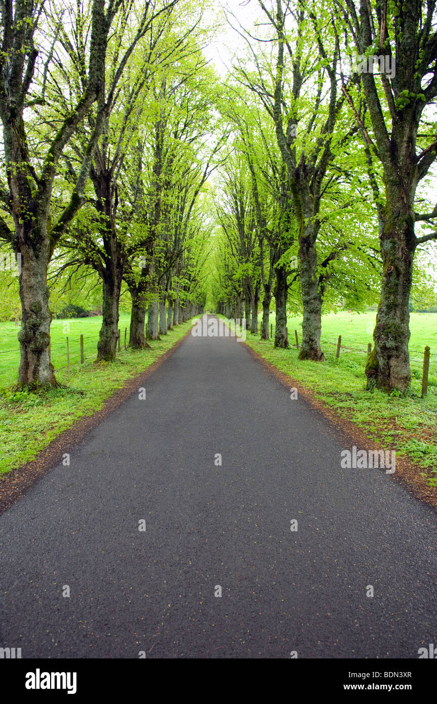 Tree lined country road Stock Photo - Alamy