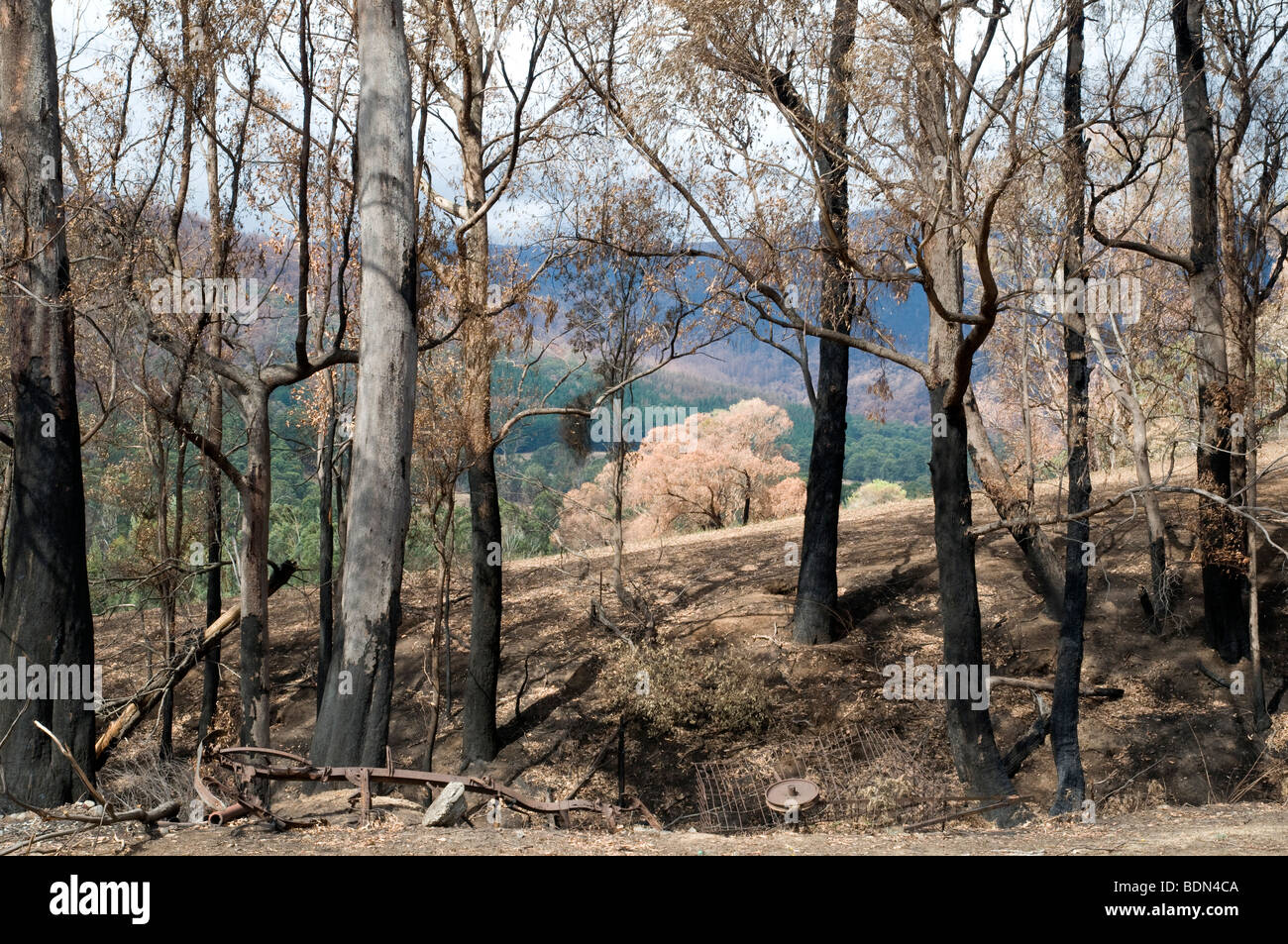 Devastation after bushfires Stock Photo - Alamy