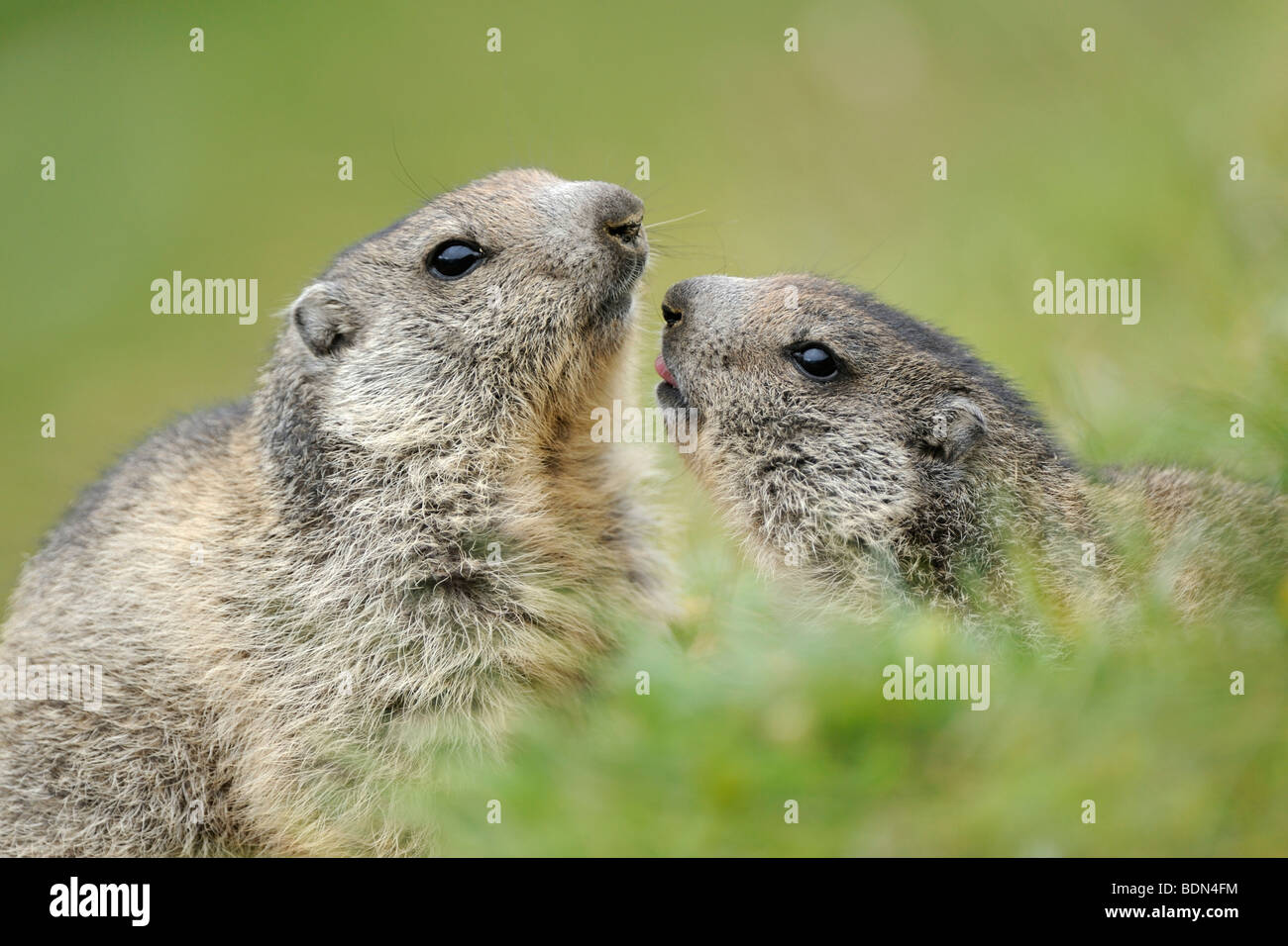 Two young Alpine marmots (Marmota marmota) sniffing each other Stock Photo - Alamy