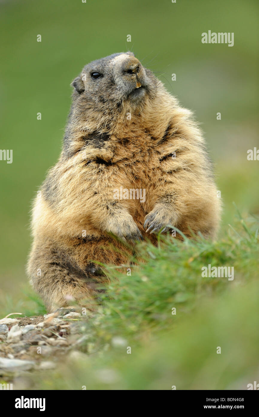 Alpine marmot (Marmota marmota) standing up Stock Photo - Alamy