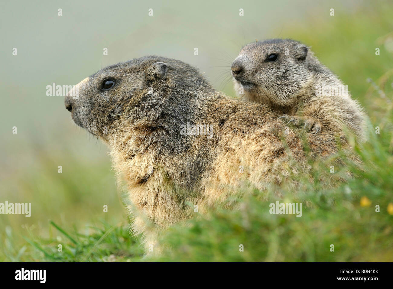 Young marmot on alpine hi-res stock photography and images - Alamy