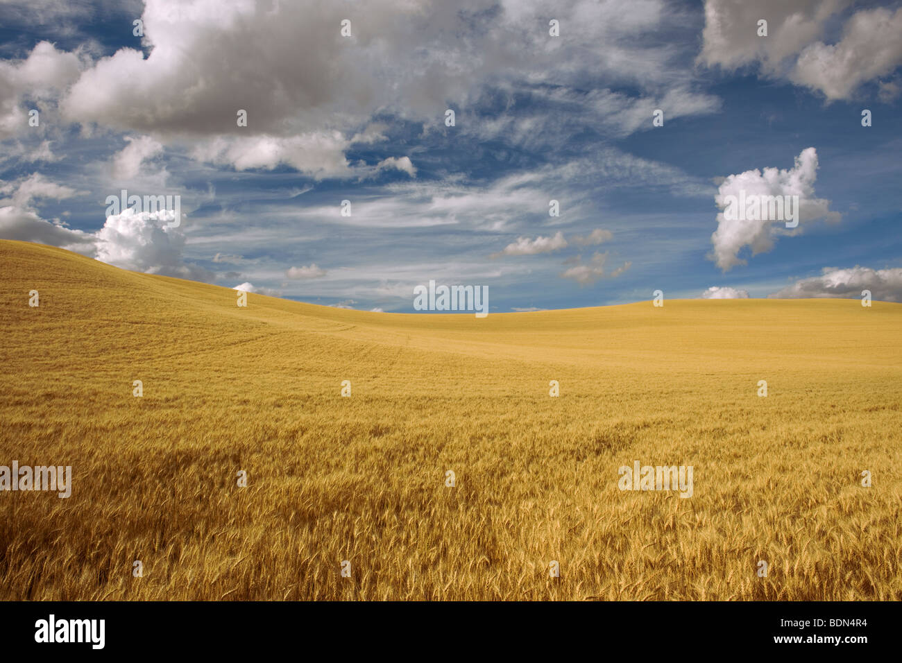 Spectacular clouds rush pass this August field of wheat in eastern ...