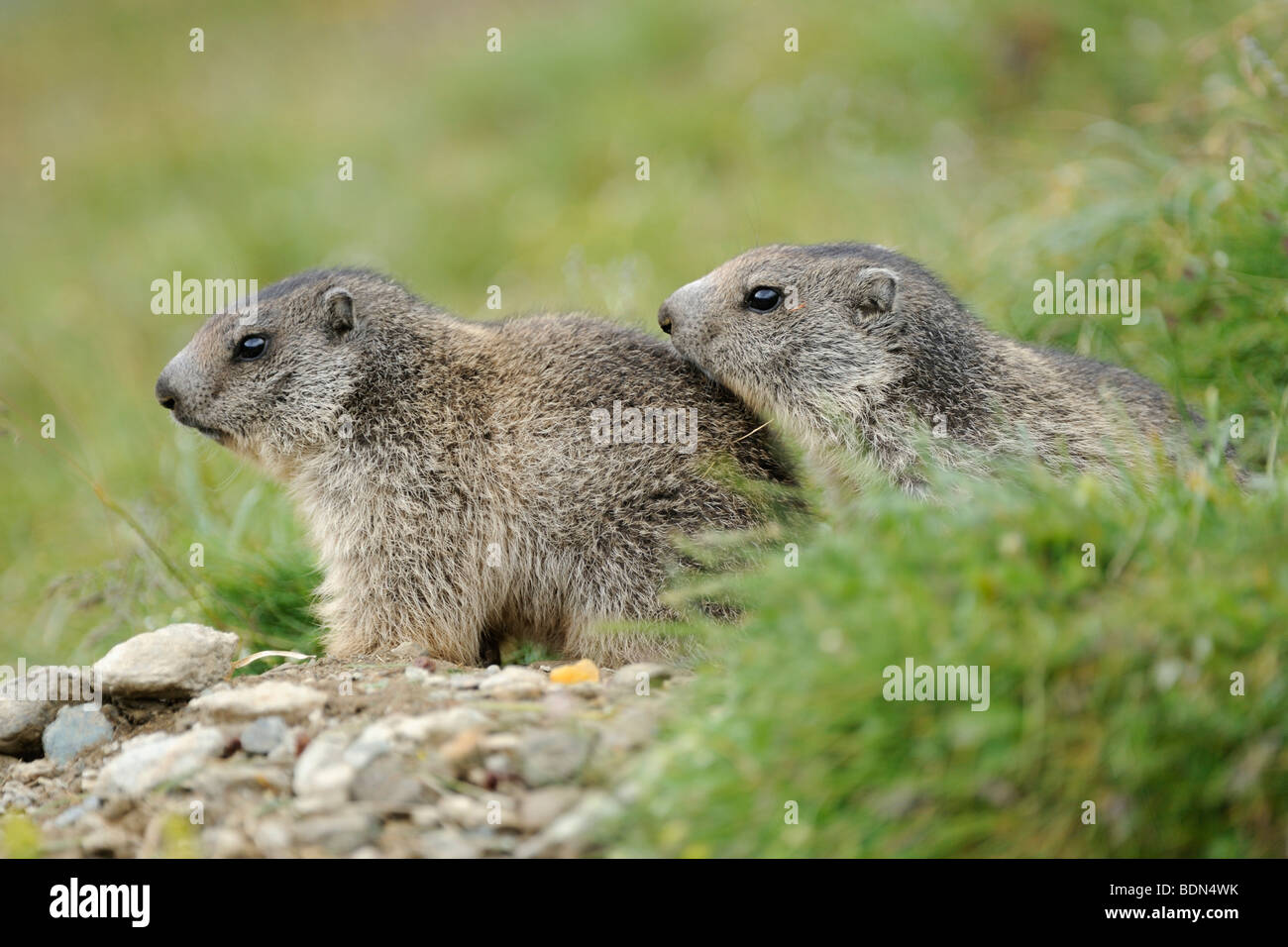 Two young Alpine marmots (Marmota marmota) lookin out of their den Stock Photo - Alamy
