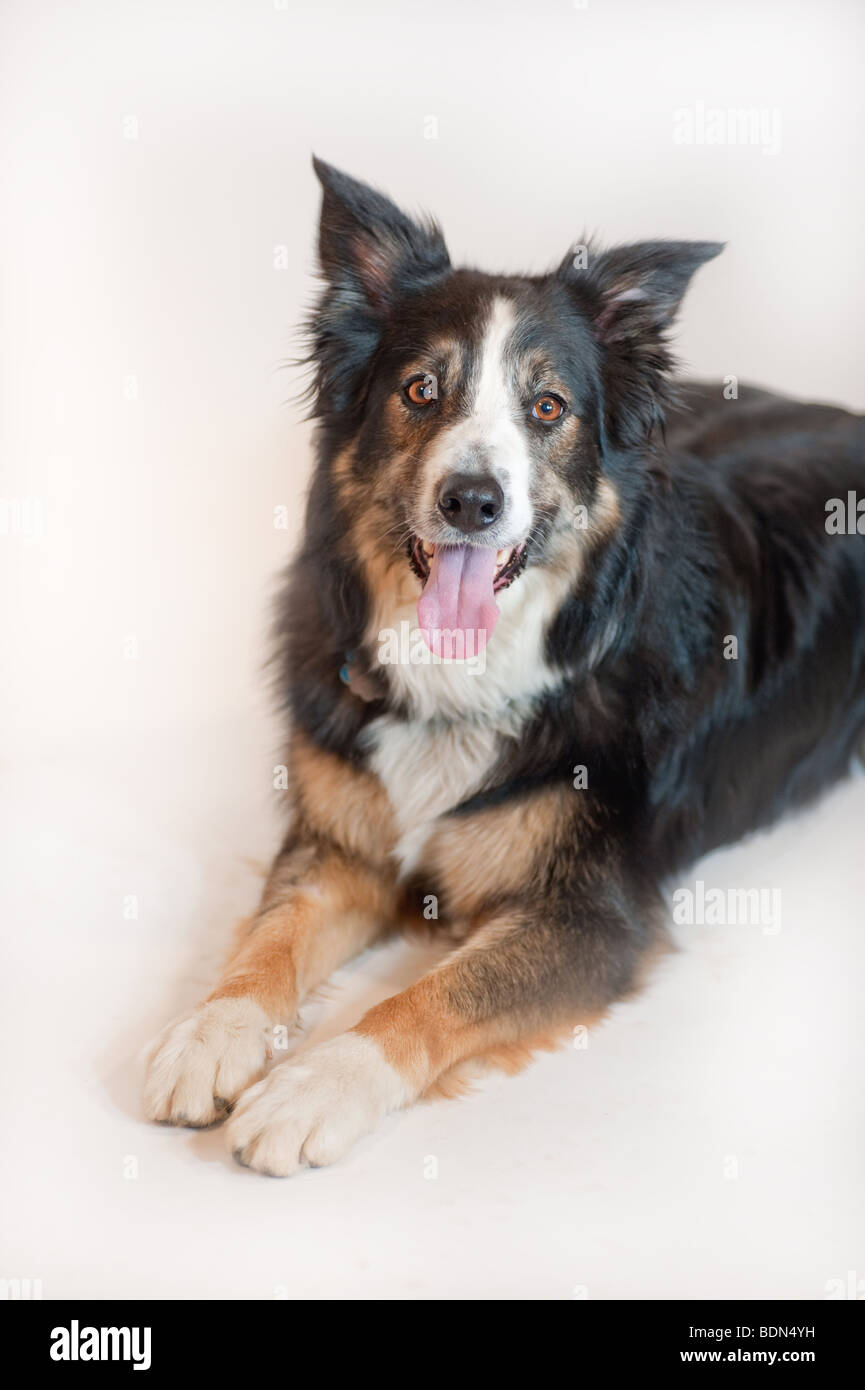Tri-colored Border Collie sitting looking at camera isolated on white ...