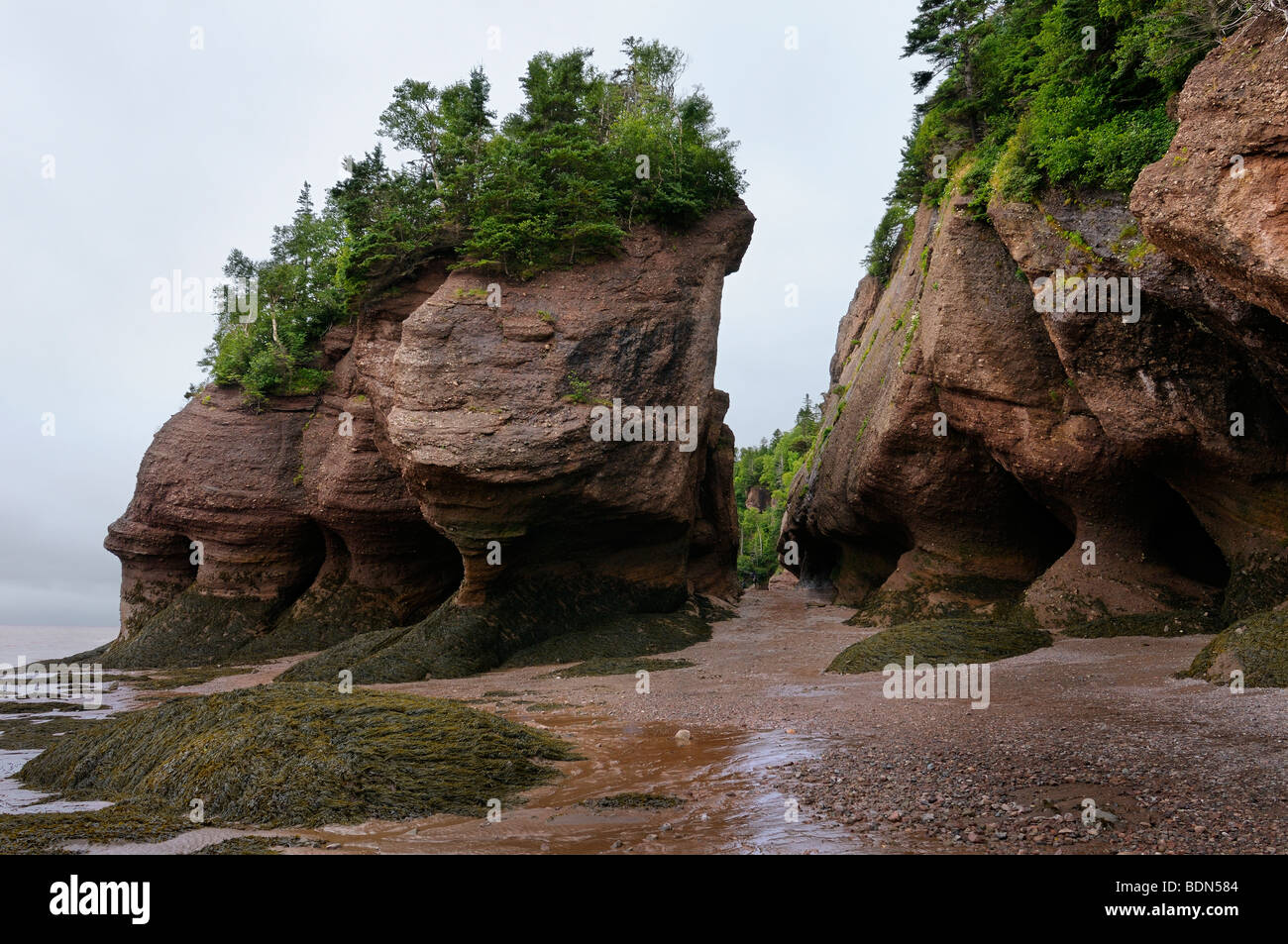 Bay trees pot hi-res stock photography and images - Alamy