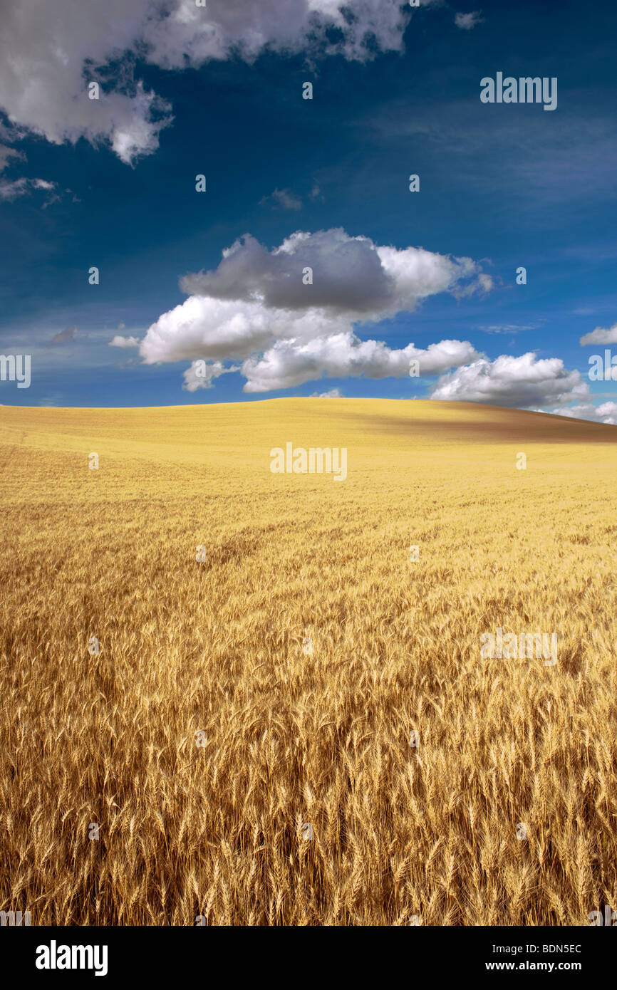 Beautiful clouds float over this August field of wheat in eastern ...
