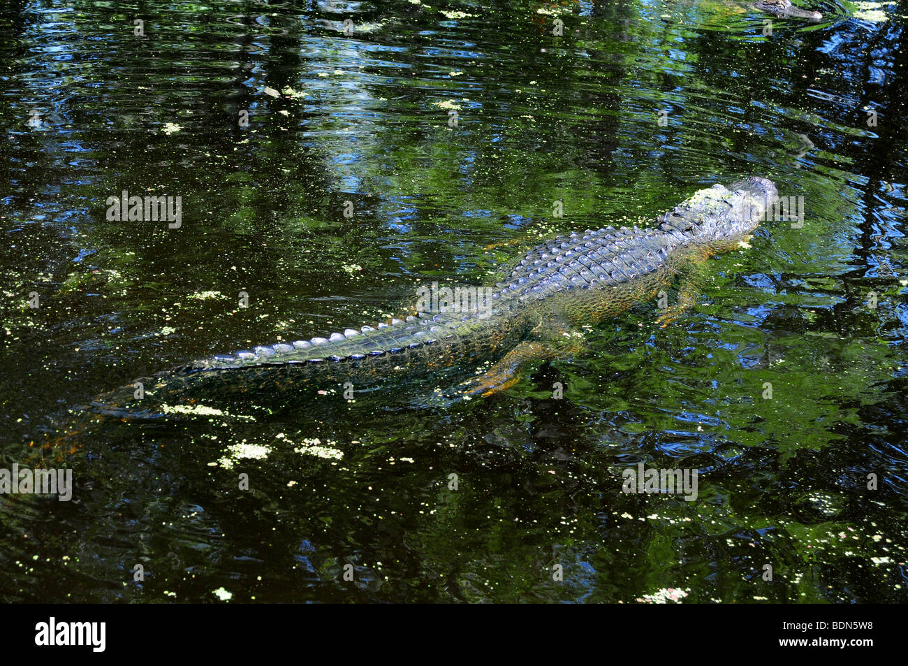 Louisiana Bayou Alligator