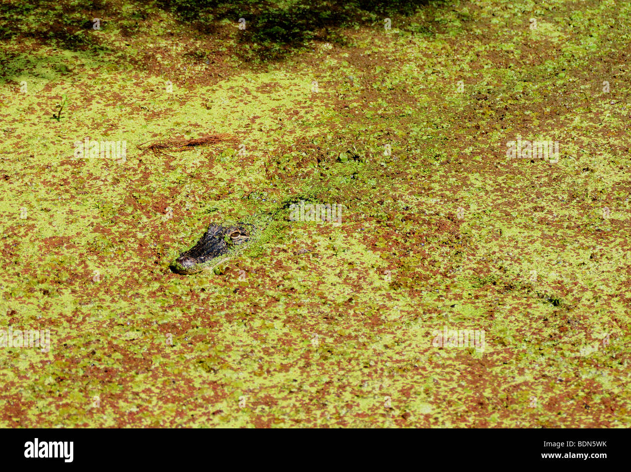 An alligator in a bayou swamp near New Orleans, Louisiana Stock Photo ...