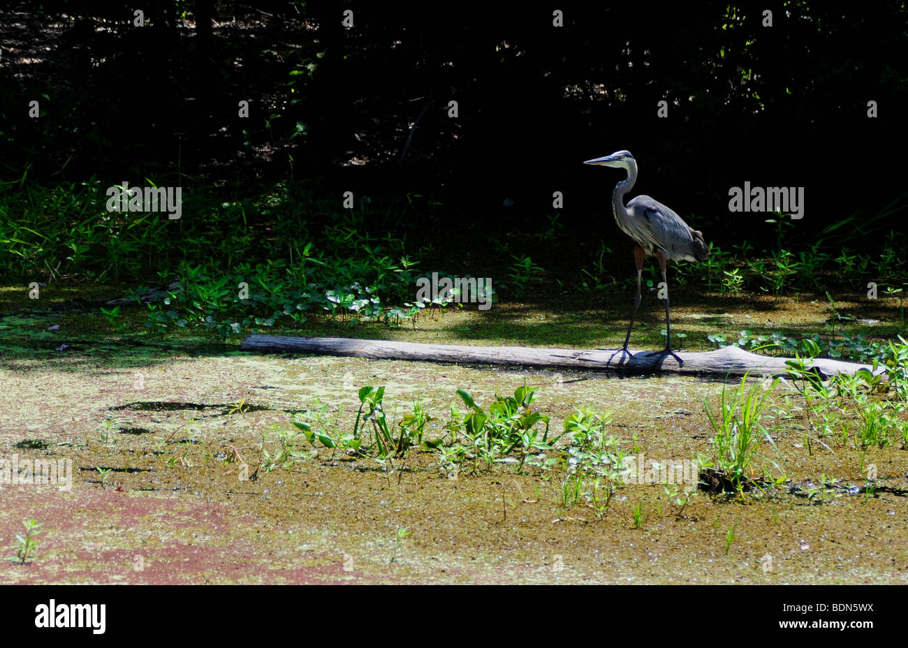Great Blue Heron in a Louisiana swamp or bayou near the city of New ...