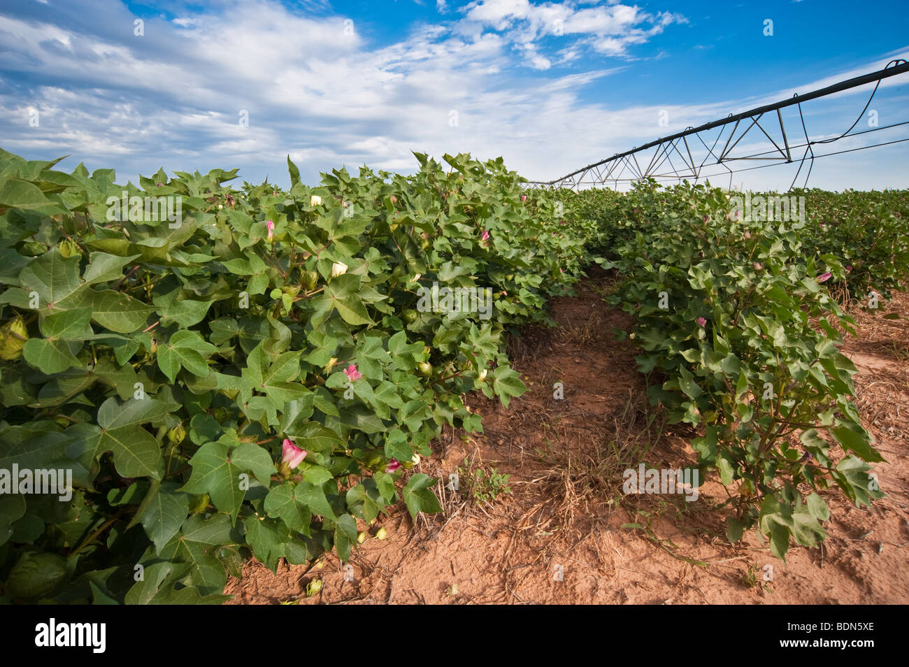 Cotton irrigation hi-res stock photography and images - Alamy