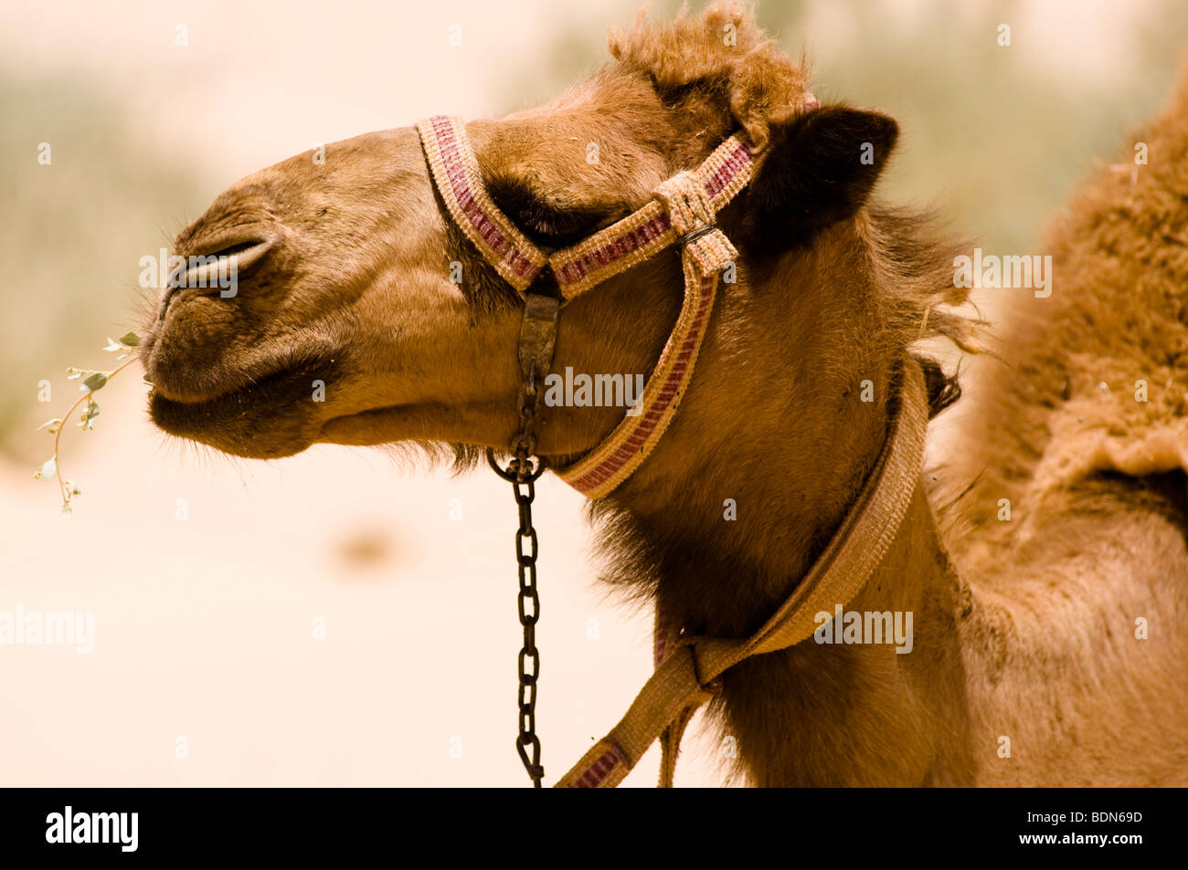 Camel face hi-res stock photography and images - Alamy