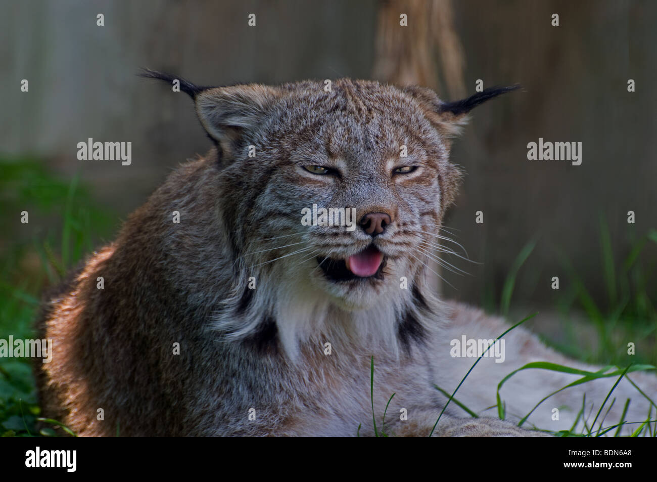 A Canadian Lynx Stock Photo - Alamy