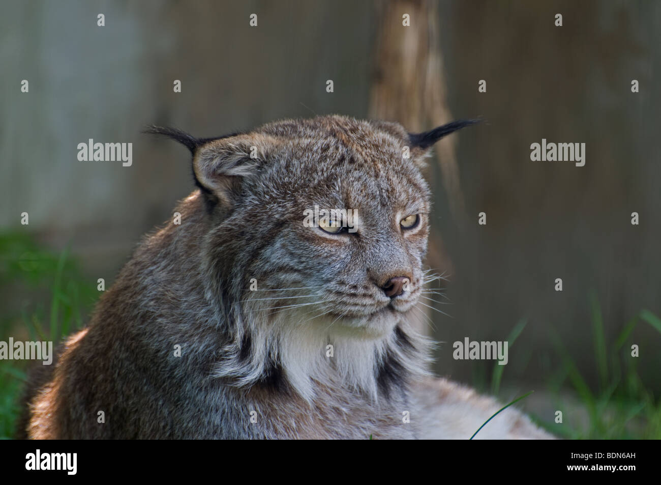 A Canadian Lynx Stock Photo - Alamy