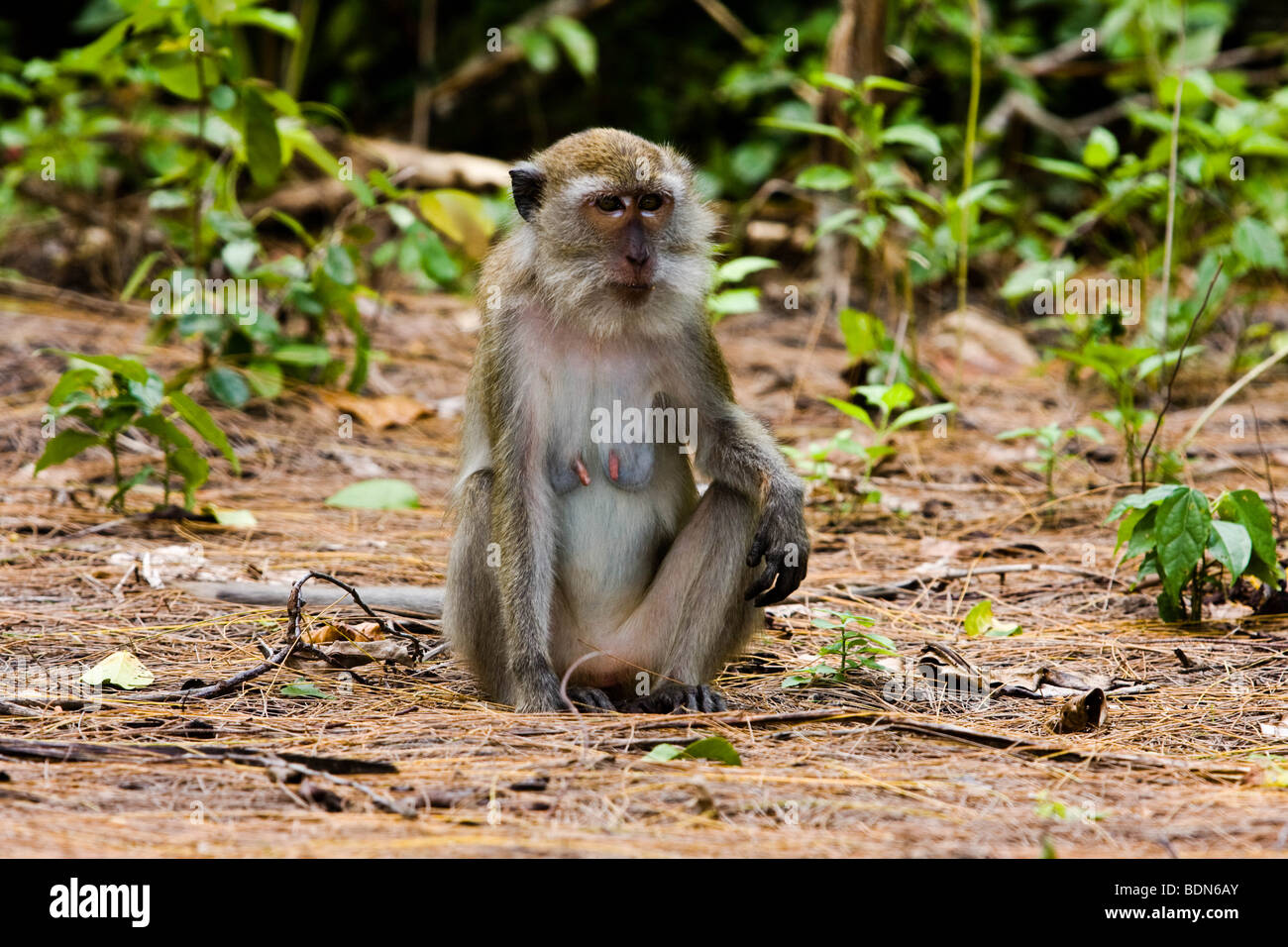 Female Long Tailed Macaque monkey on Pulau Beras Basah in Kedah ...
