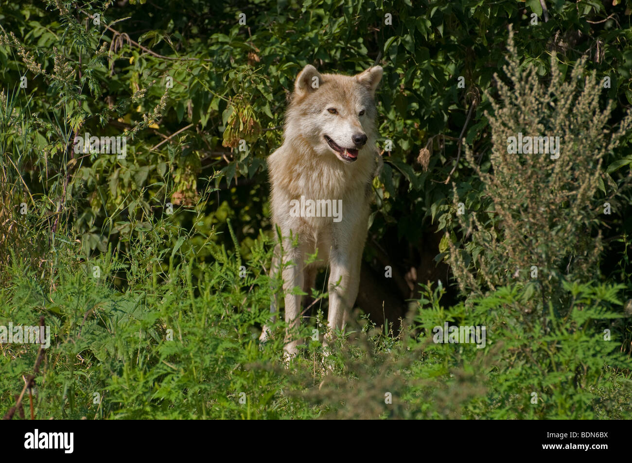 Canadian timber wolves hi-res stock photography and images - Alamy