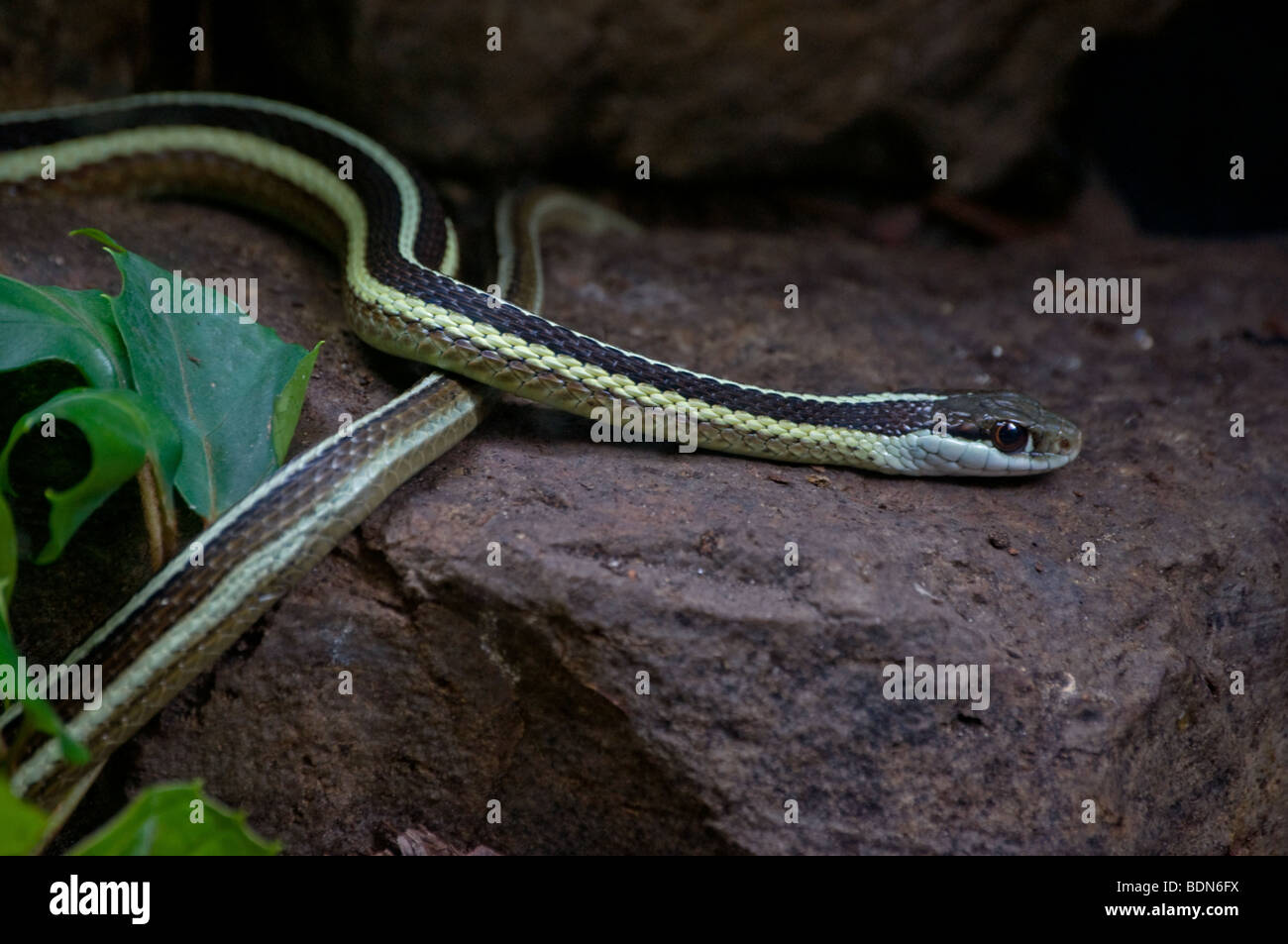 Ribbon snake hi-res stock photography and images - Alamy