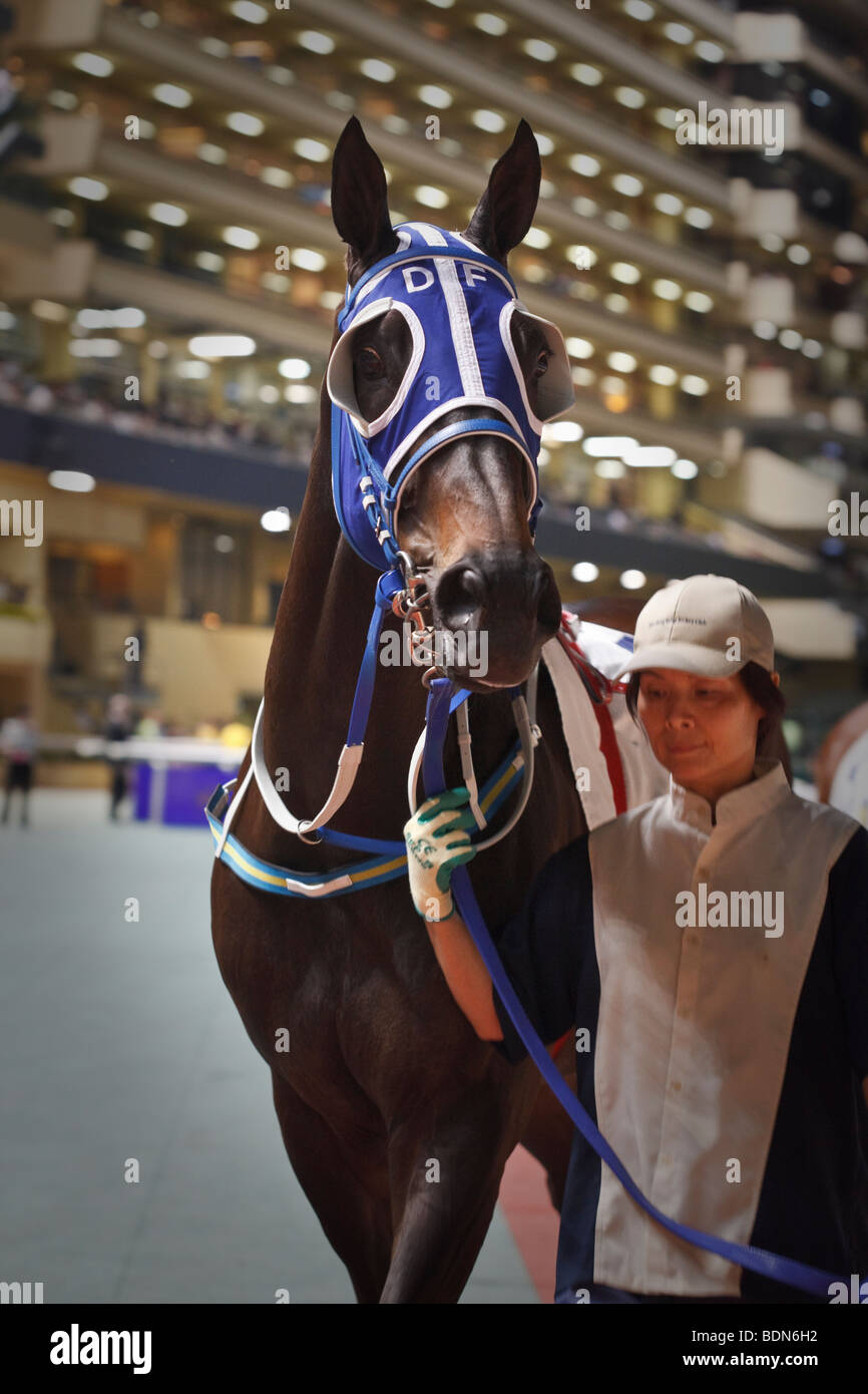 Handler and horse hi-res stock photography and images - Alamy