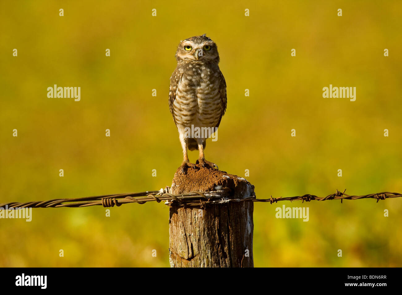 Owl fence hi-res stock photography and images - Alamy