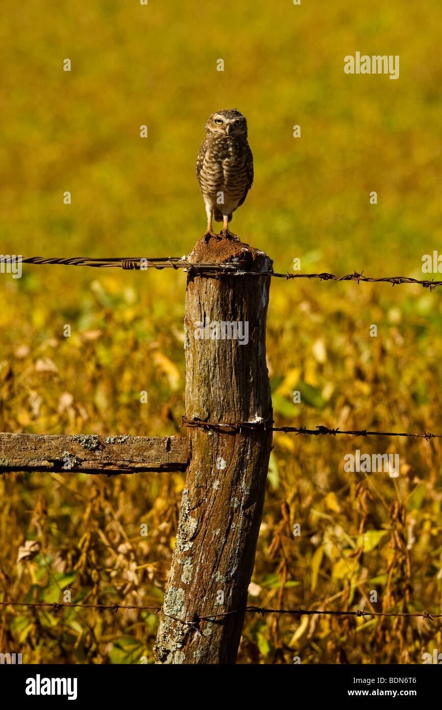 owl in a fence Stock Photo - Alamy