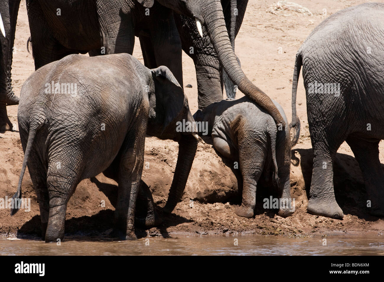 Exhausted baby elephant lying down on steep riverbank, protective ...