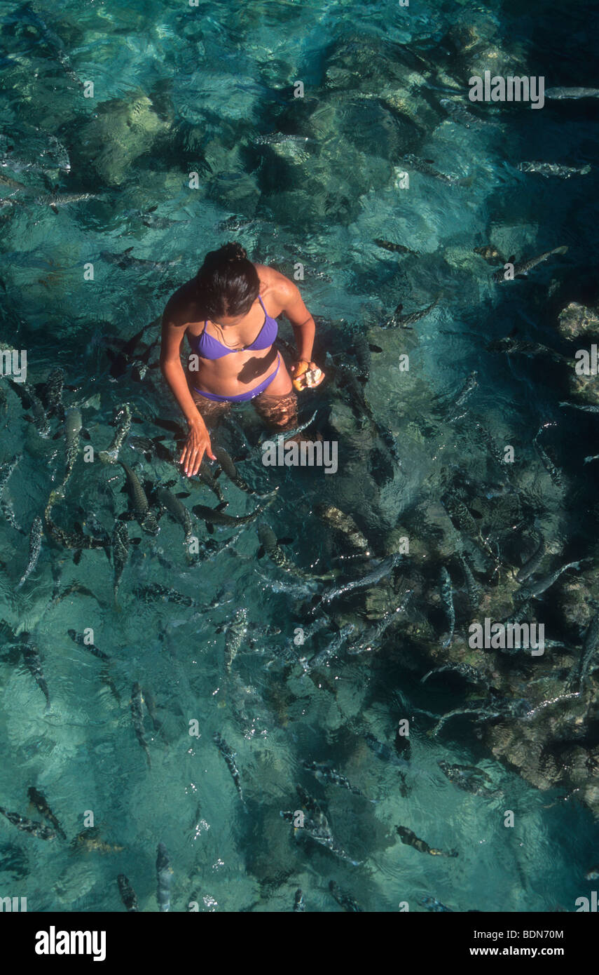 Woman Feeding Fish on Reef, Island of Manihi, Tahiti, French Polynesia ...