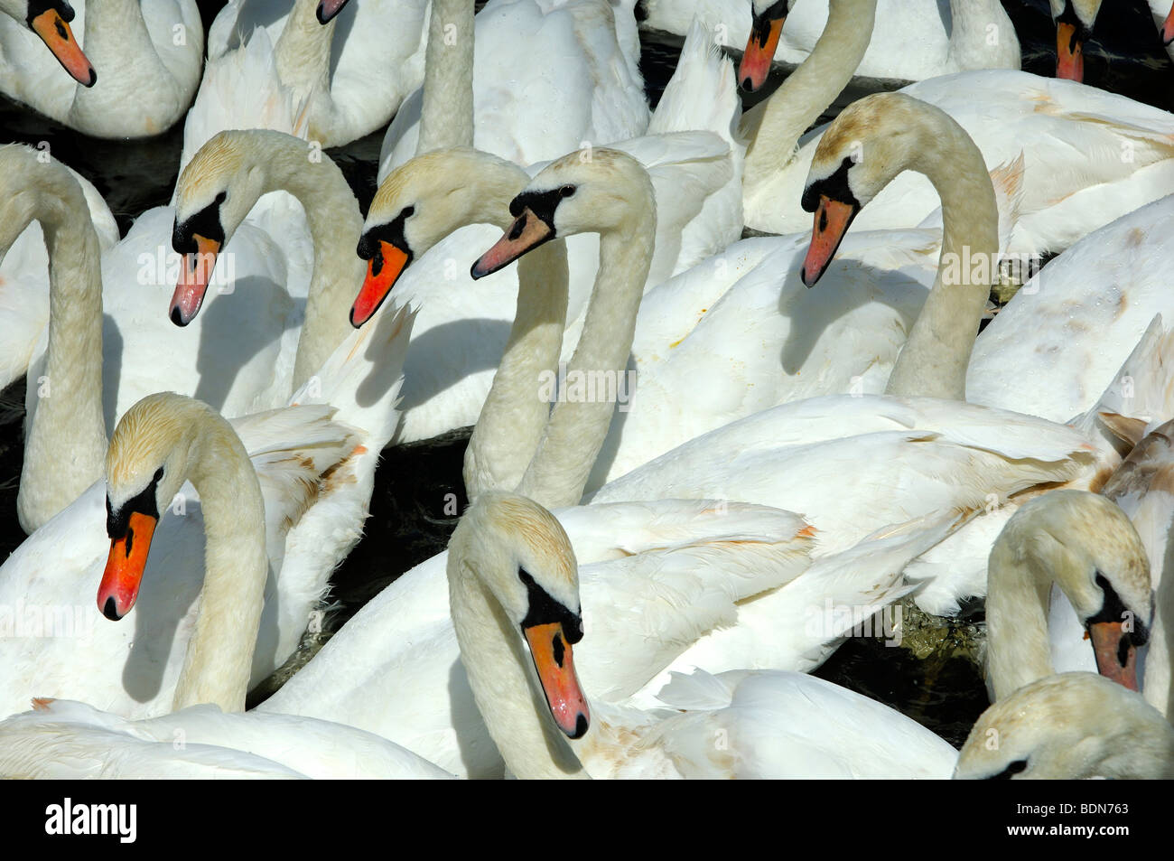 White swanes hi-res stock photography and images - Alamy