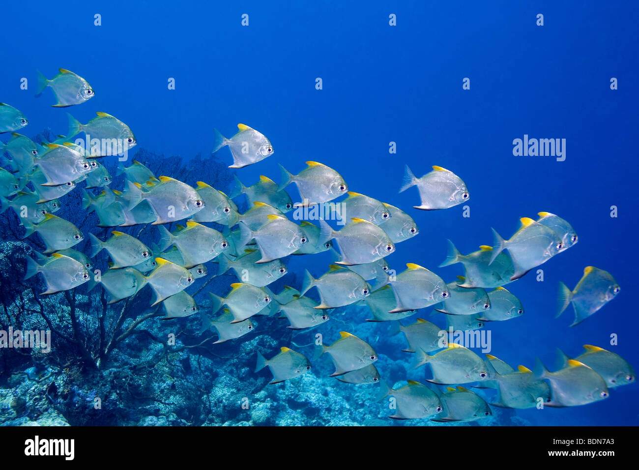 a school of dart fish swimming over the reef Stock Photo - Alamy