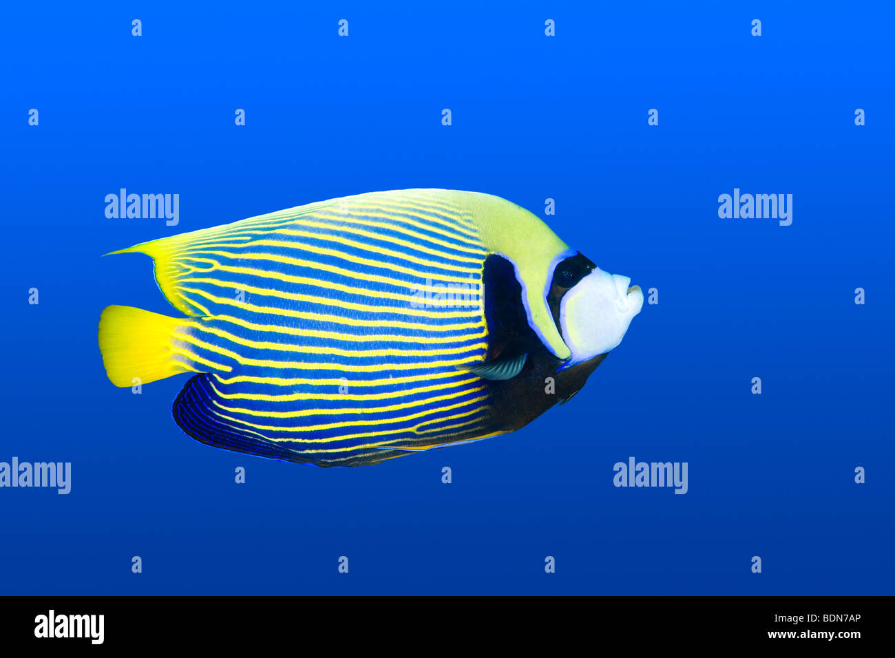 Angel fish hi-res stock photography and images - Alamy