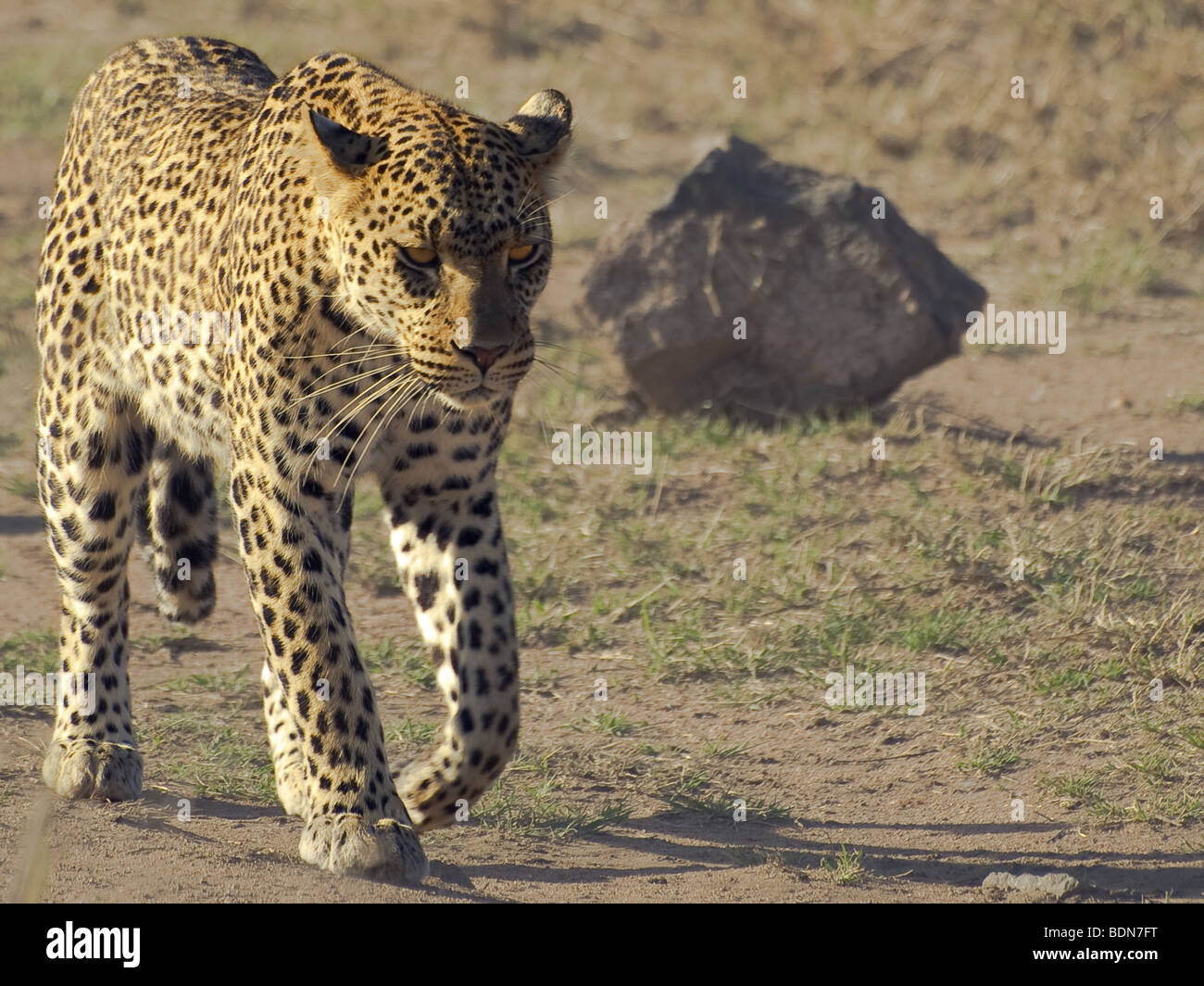 A leopard walking with a stone in the background Stock Photo - Alamy