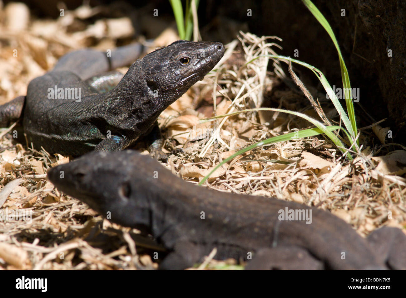 Two adult male Gallotia caesaris gomerae (Gomera lizards). The one in ...