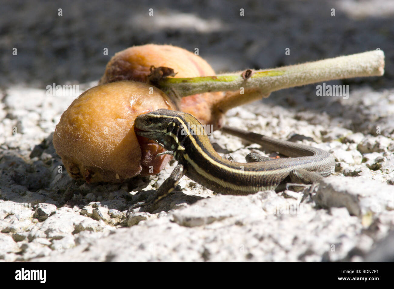 Young Gallotia caesaris gomerae, the Gomera Lizard, eating a fruit ...