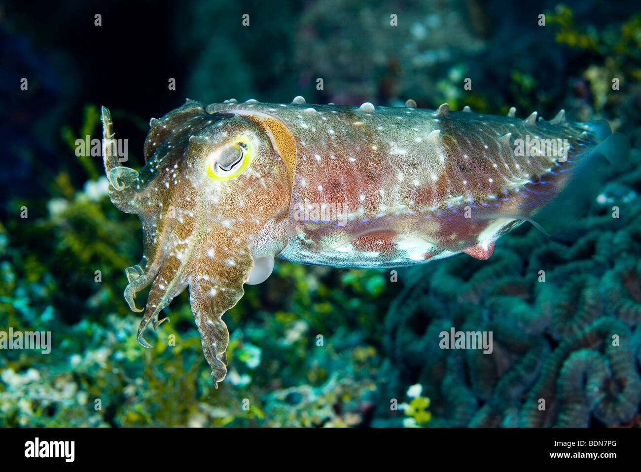 a broadclub cuttlefish, Sepia latimanus, swimming above the reef ...