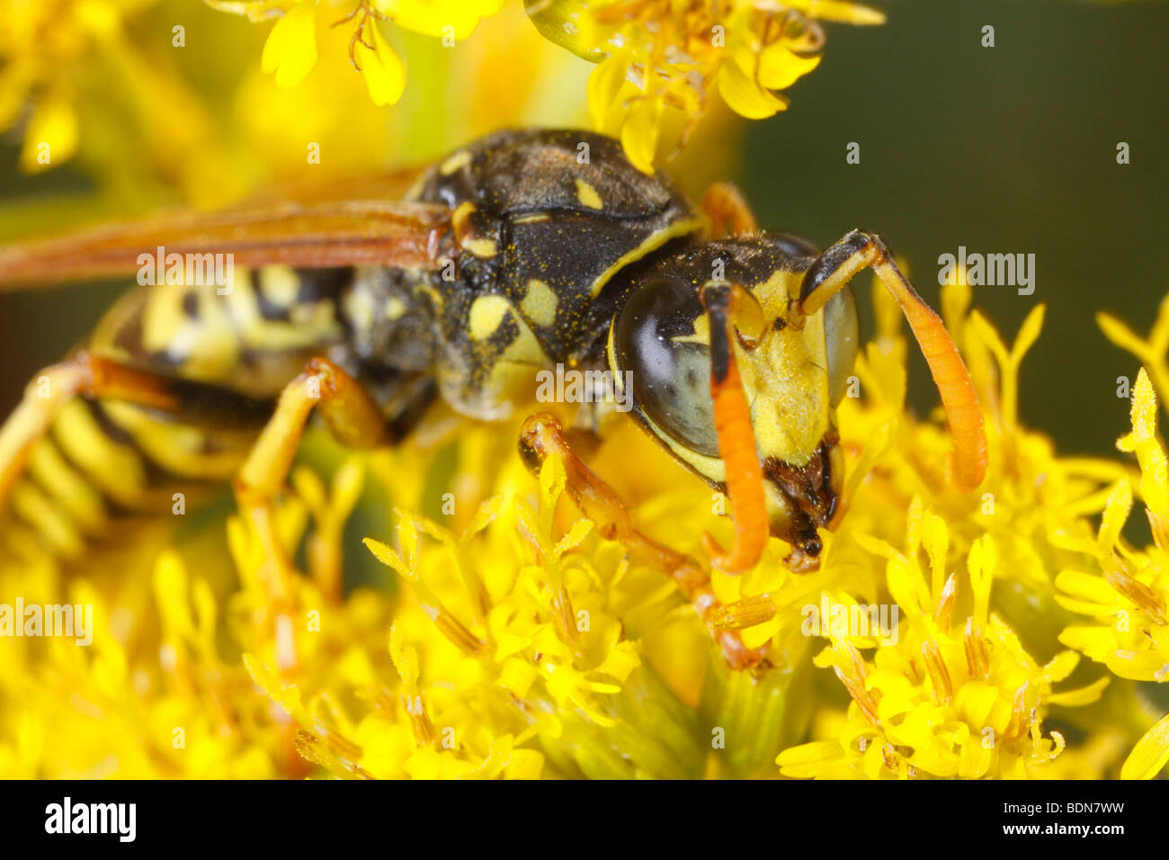 Polistes dominulus or Polistes dominula, the European paper wasp, on a ...