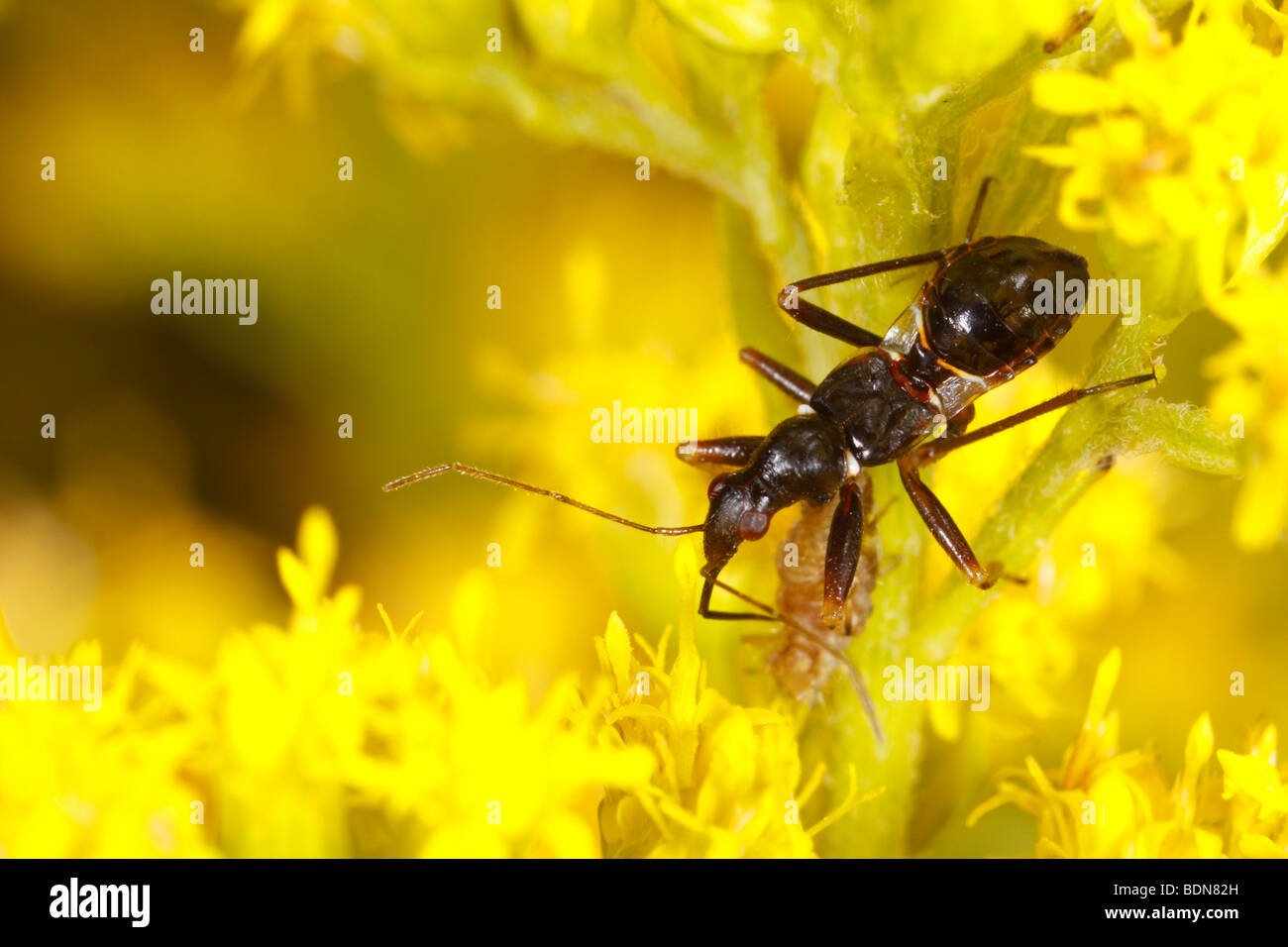 A late nymph of Himacerus mirmicoides with prey. These animals resemble ...