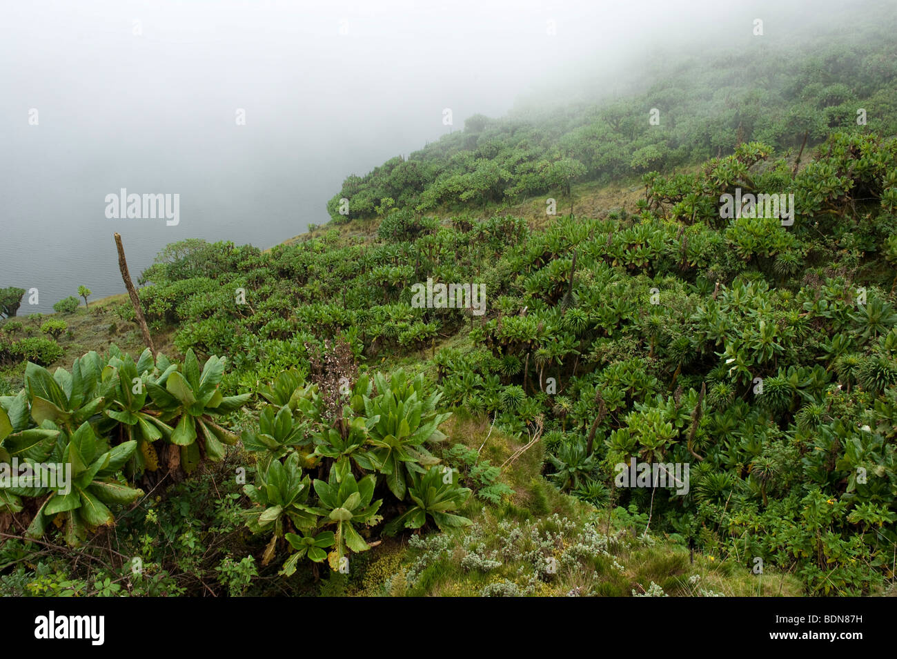 Bisoke crater on Mount Bisoke, Volcanoes National Park, Rwanda Stock ... Bisoke crater on Mount Bisoke, Volcanoes National Park, Rwanda Stock ...